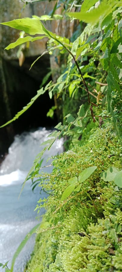 Natural Growh Moss on Natural Spring Stock Photo - Image of crowded ...