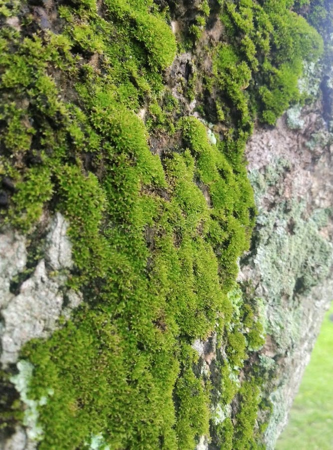 This is Moss that Grows on Tree Trunks, Bright Green in Color Stock ...