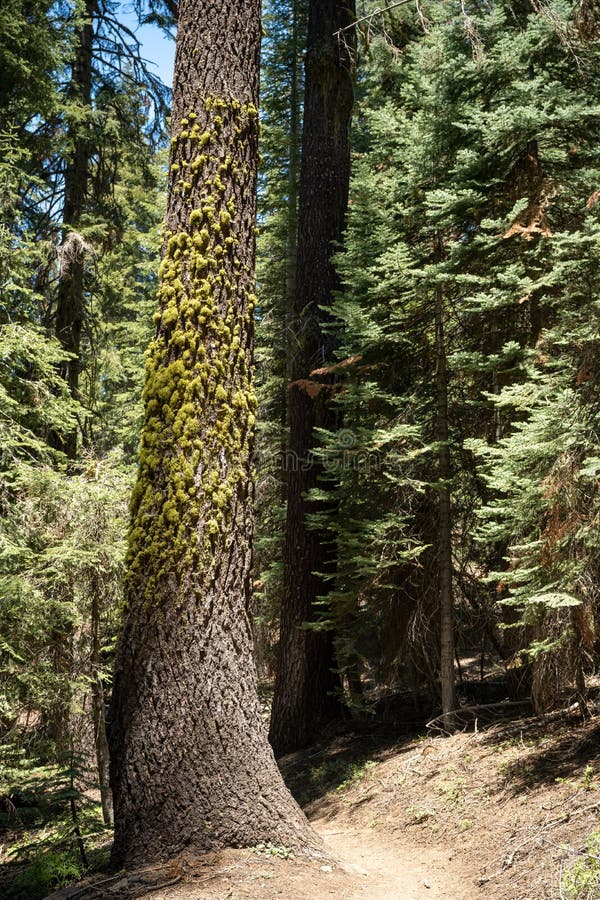 Moss Grows Up Tree Bark Above Snow Line in Sequoia Stock Photo - Image ...