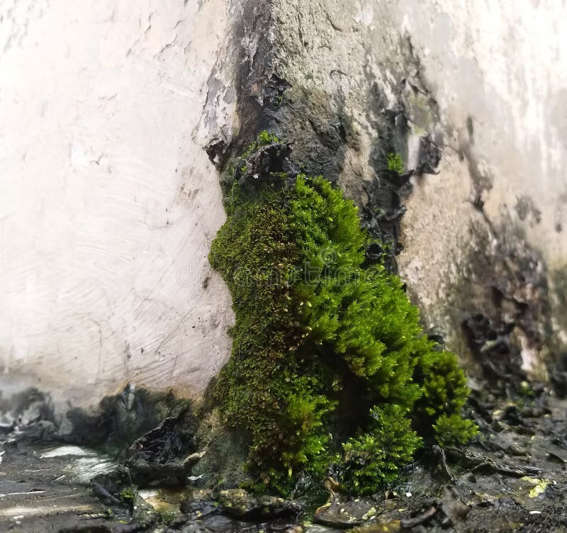 Moss Grows on White Damp Wall of Building Stock Image - Image of wall ...