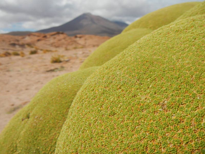 Moss Grows Wild Desert Bolivia Stock Photos - Free & Royalty-Free Stock ...