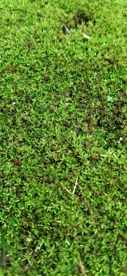 Forest Puki Stock Photos - Free & Royalty-Free Stock Photos from Dreamstime