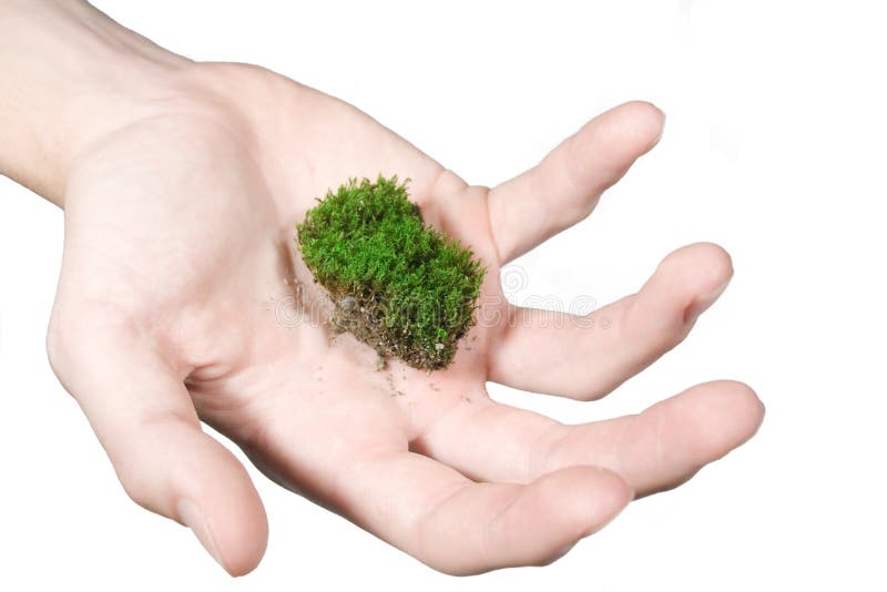Moss In Hand Picture. Image: 6648016