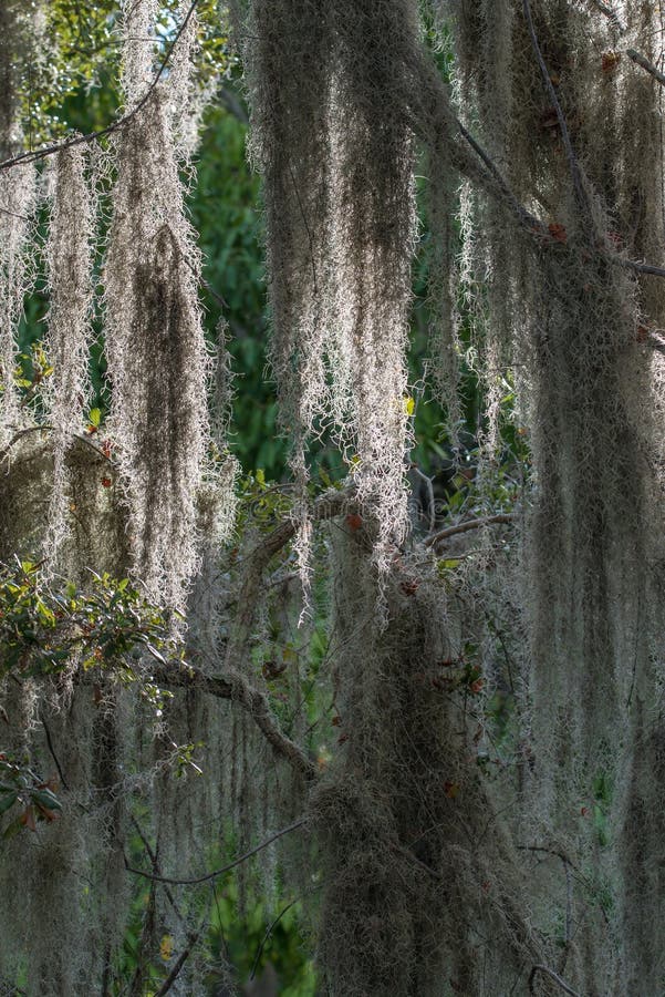 Hanging tree moss stock photo. Image of scenery, shrub - 291555034