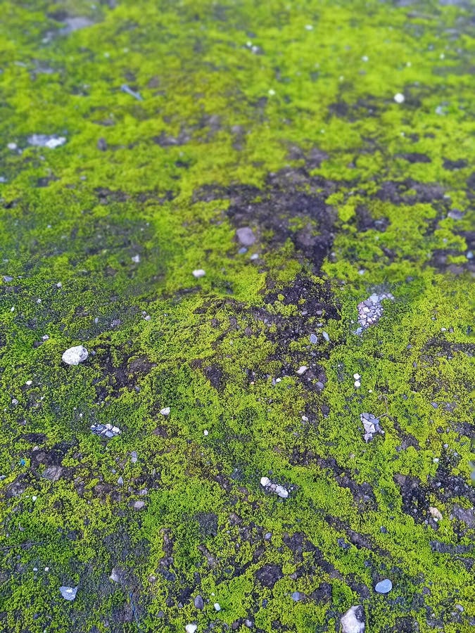 Moss Has Beauty,because All Creatures Created by God Have Their Own ...