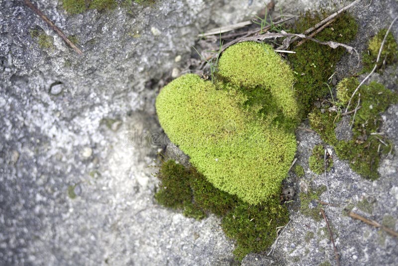 Moss Heart stock photo. Image of love, heart, decorates - 46646684