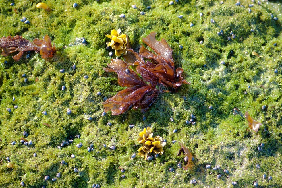 Moss and Hermit Crabs stock photo. Image of animal, plant - 27000718