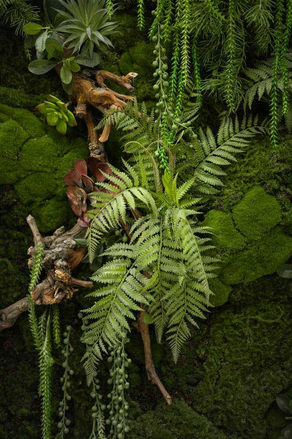 107 Moss Leaves Home Interior Texture Stock Photos - Free & Royalty ...