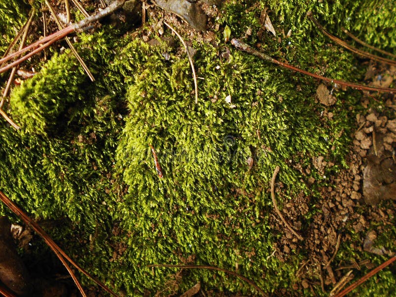 Moss in humid summer stock photo. Image of close, land - 327472950