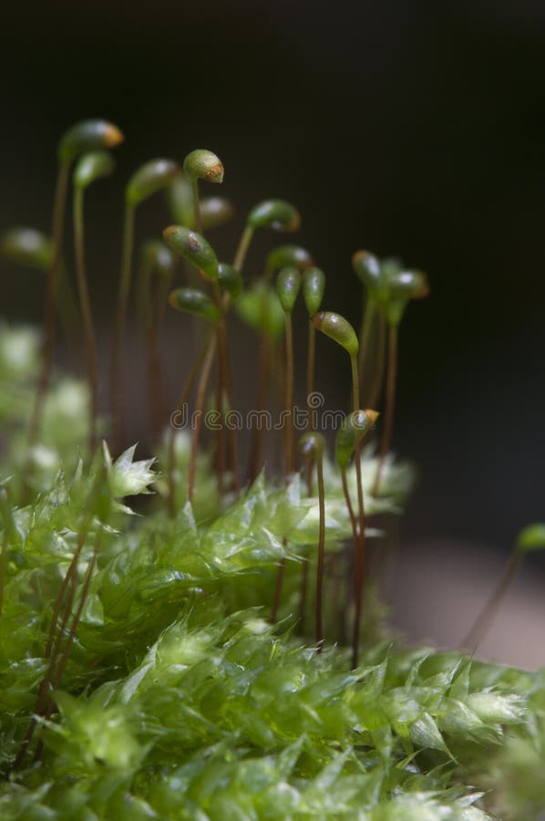 Moss Hypnum cupressiforme stock image. Image of abstract - 94750517