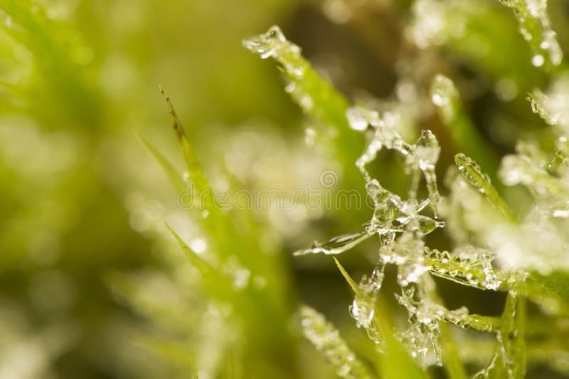 Moss and Ice stock image. Image of marsh, nature, environment - 22566669