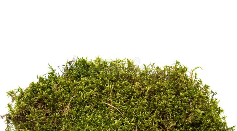 Moss Isolated on White Background Stock Photo - Image of background ...