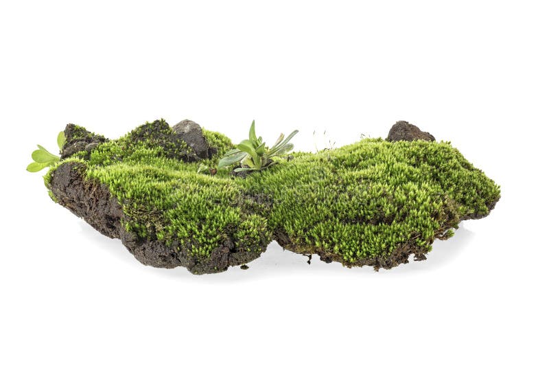Moss Isolated on a White Background Stock Image - Image of white ...