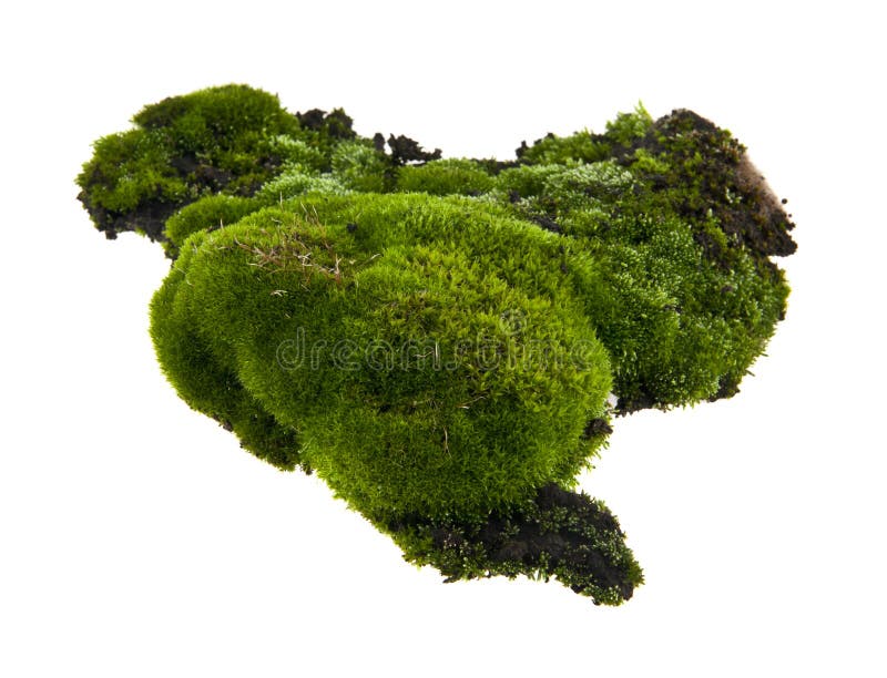 Moss Isolated on White Background Stock Photo - Image of color, moss ...