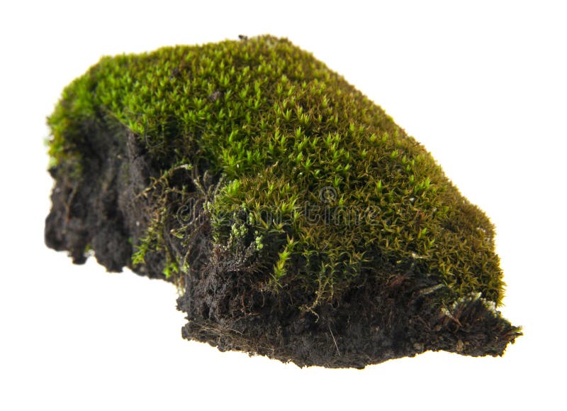Moss Isolated on White Background Stock Photo - Image of closeup, soil ...