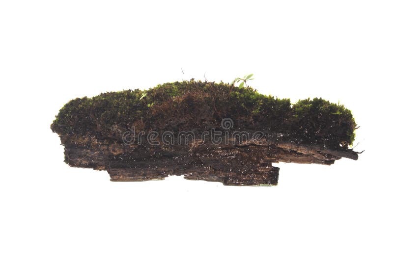 Moss Isolated on White Background Stock Image - Image of green, rock ...
