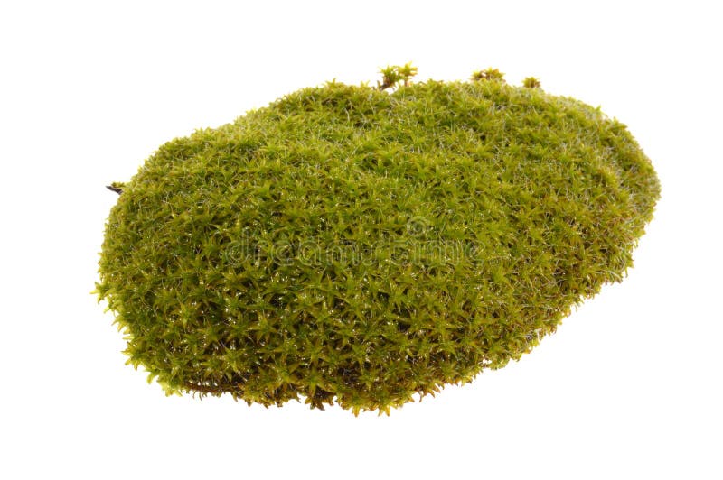 Moss Isolated on White Background Stock Photo - Image of background ...