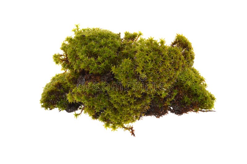 Moss Isolated on White Background Stock Photo - Image of background ...