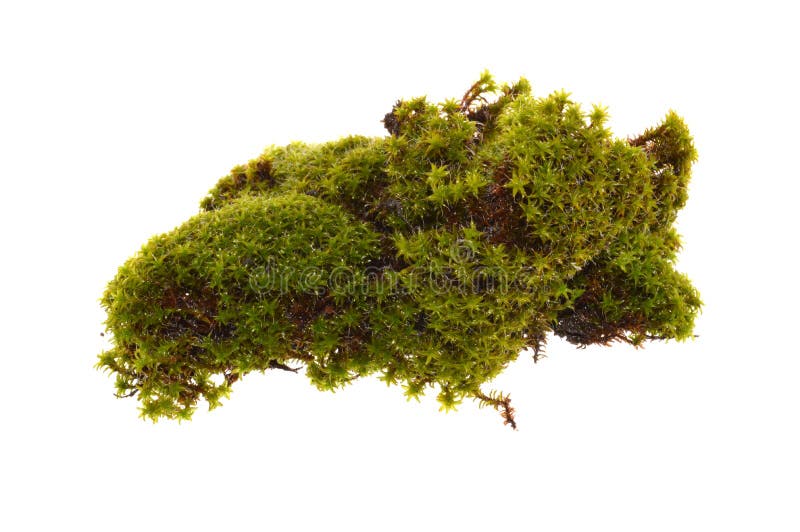 Moss Isolated on White Background Stock Photo - Image of background ...