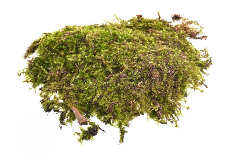Moss Isolated on White Background Stock Photo - Image of background ...