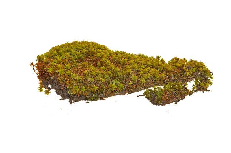 Moss Isolated on White Background Stock Photo - Image of damp, macro ...