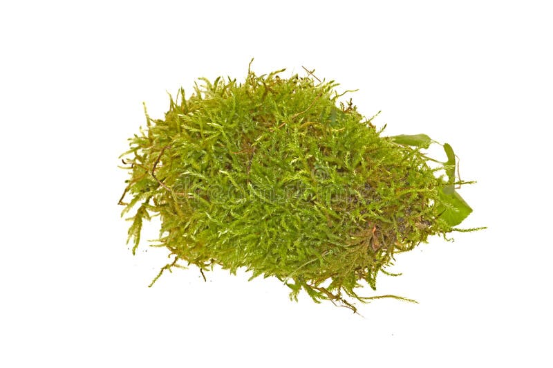 Moss Isolated on White Background Stock Photo - Image of damp, macro ...