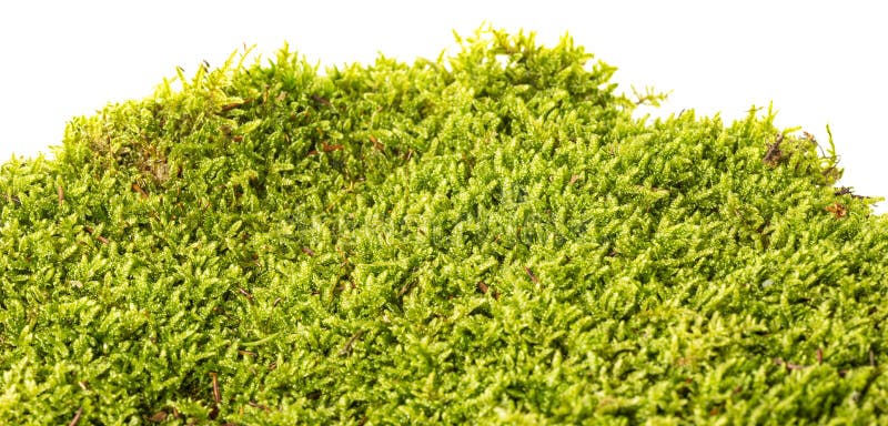 Moss Isolated on a White Background Stock Photo - Image of isolation ...