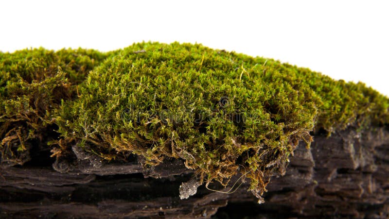 Moss Isolated on White Background Stock Photo - Image of green, earth ...