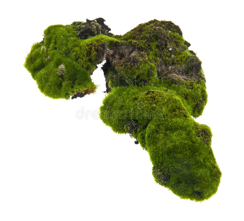 Moss Isolated on White Background Stock Photo - Image of white, floral ...