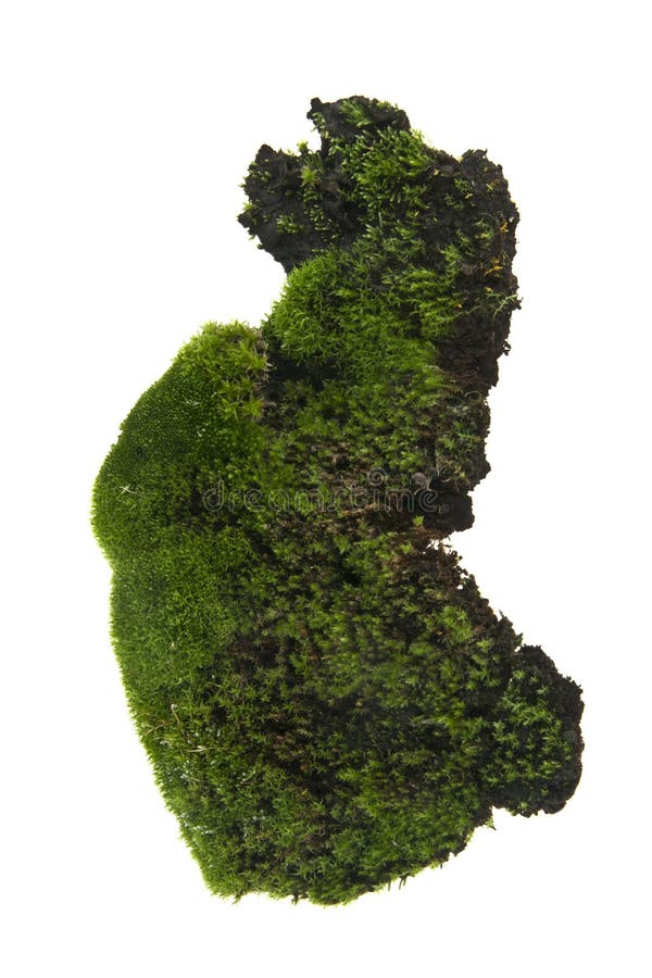 Green Moss Isolated on White Stock Image - Image of bryophyte, design ...