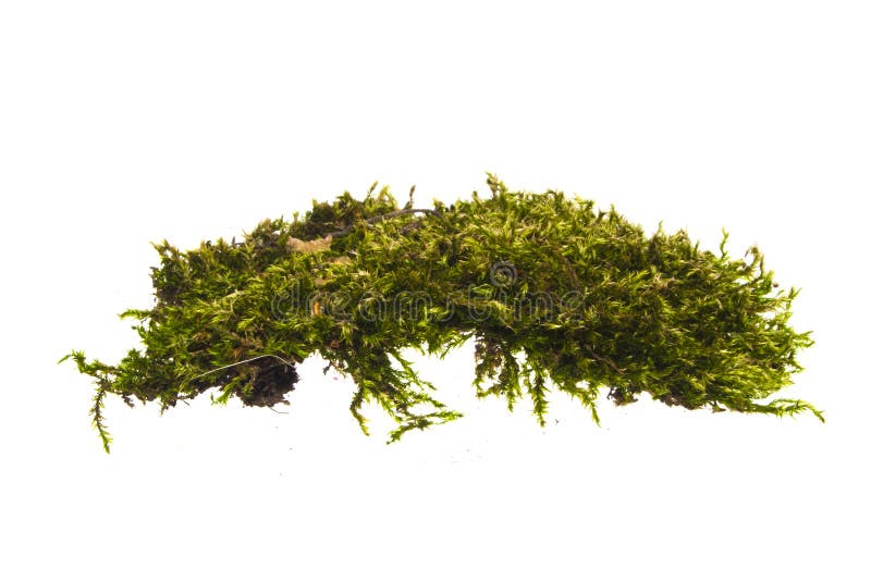 Moss Isolated on White Background Stock Photo - Image of background ...