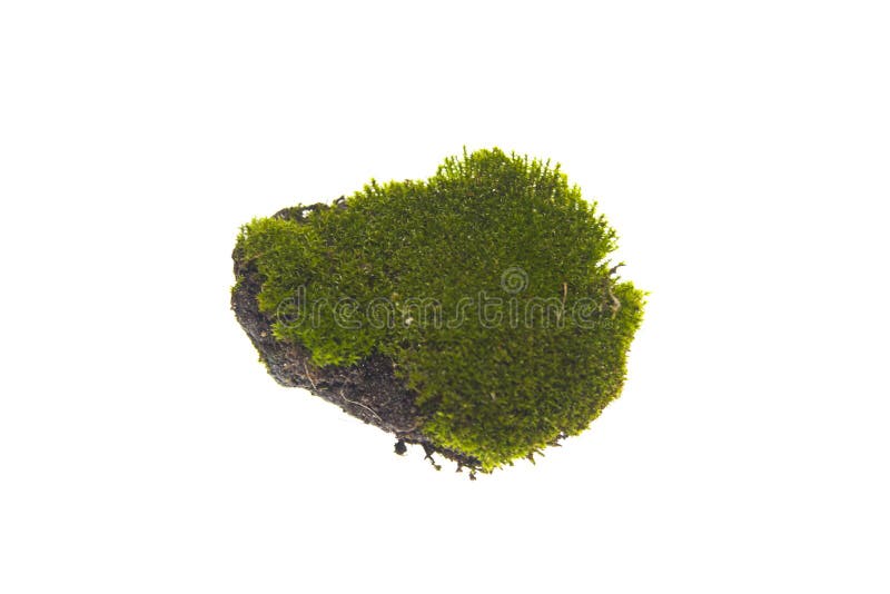 Moss Isolated on White Background Stock Image - Image of nature, grass ...