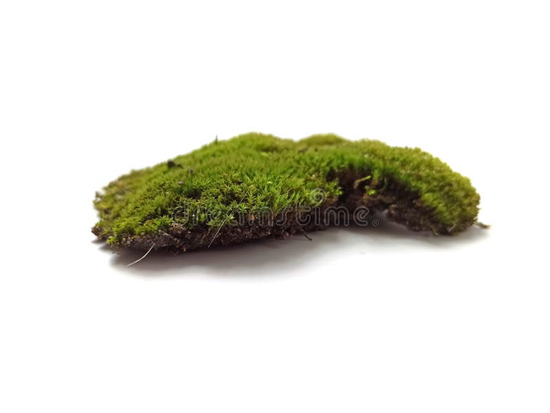 Moss Isolated on White Background Stock Photo - Image of background ...