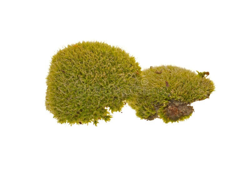 Moss Isolated on White Background Stock Photo - Image of organic, moss ...
