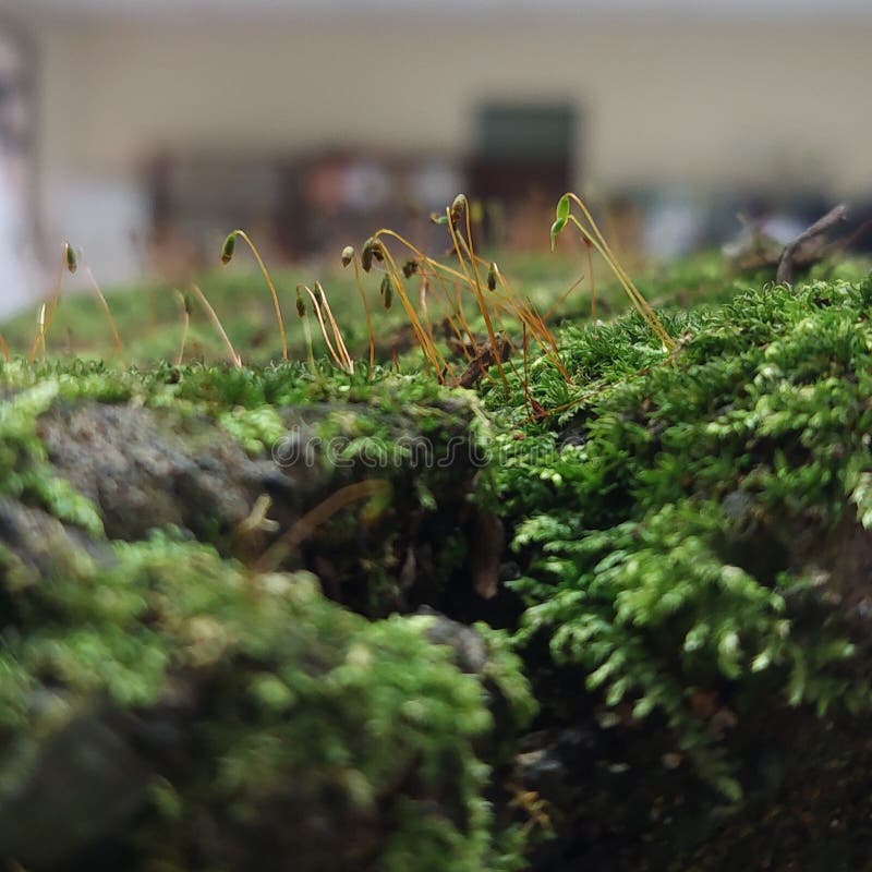 Moss at Laboratorium stock image. Image of session, taxonomi - 273020977