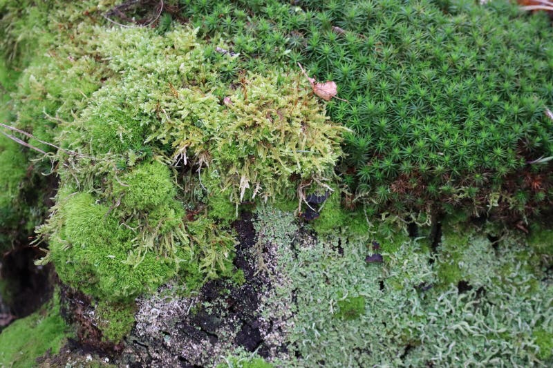 Moss landscape stock image. Image of green, mosses, shades - 308692669