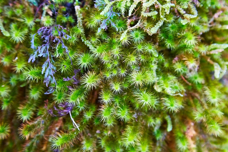 Moss stock photo. Image of detail, close, wild, grow - 19129320