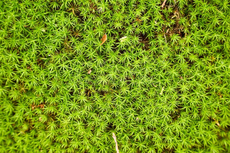 Moss stock image. Image of autumn, wild, summer, soft - 23922591