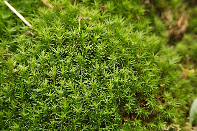 Moss stock photo. Image of detail, close, wild, grow - 19129320