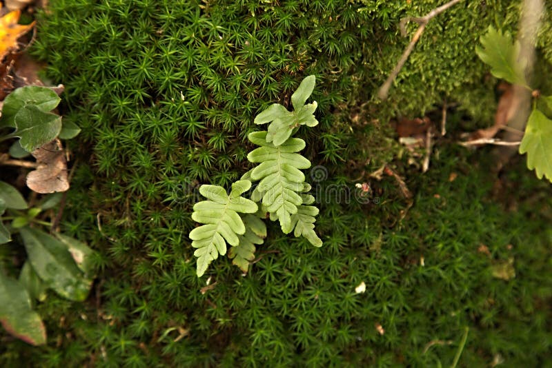 Moss stock photo. Image of detail, close, wild, grow - 19129320