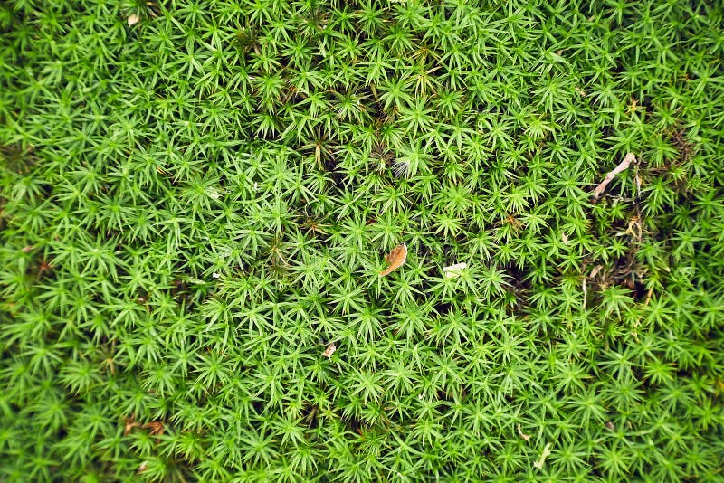 Moss stock photo. Image of detail, close, wild, grow - 19129320