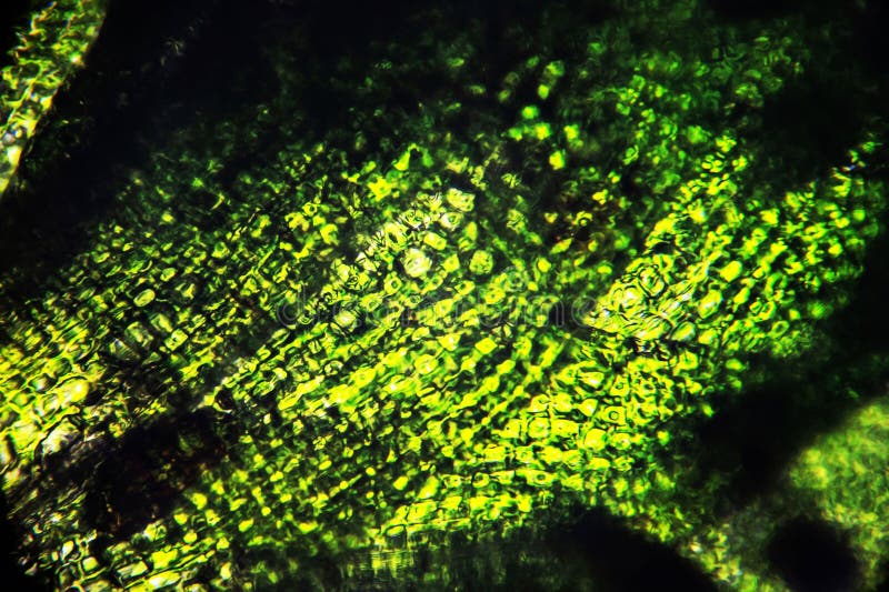 Moss Plant Under Microscope