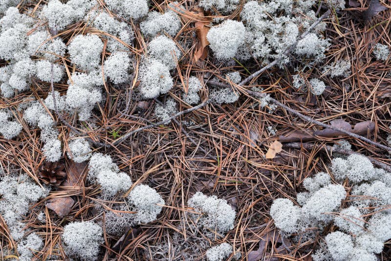 Moss, Leaves, Cones in the Forest Stock Photo - Image of earth, pine ...