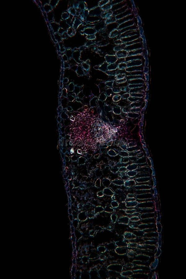 Moss leaves cross section stock image. Image of microscopy - 190737395