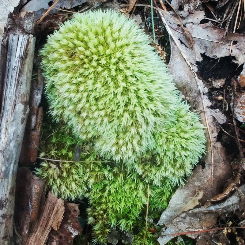 Moss stock image. Image of woods, moss, leaves, green - 93057939