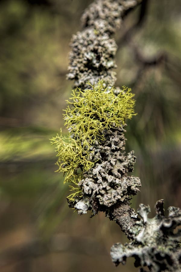 Moss and lichen on branch. stock photo. Image of season - 70051984