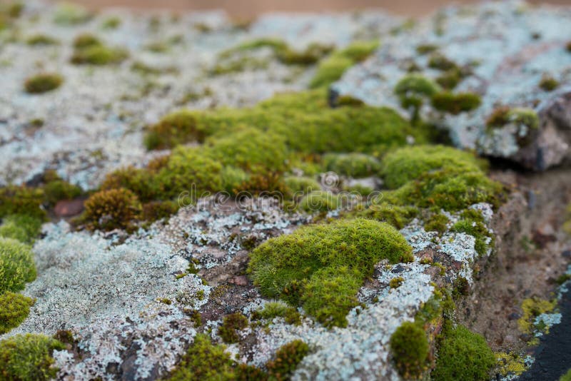 Moss and Lichen Closeup Selective Focus Stock Photo - Image of biology ...
