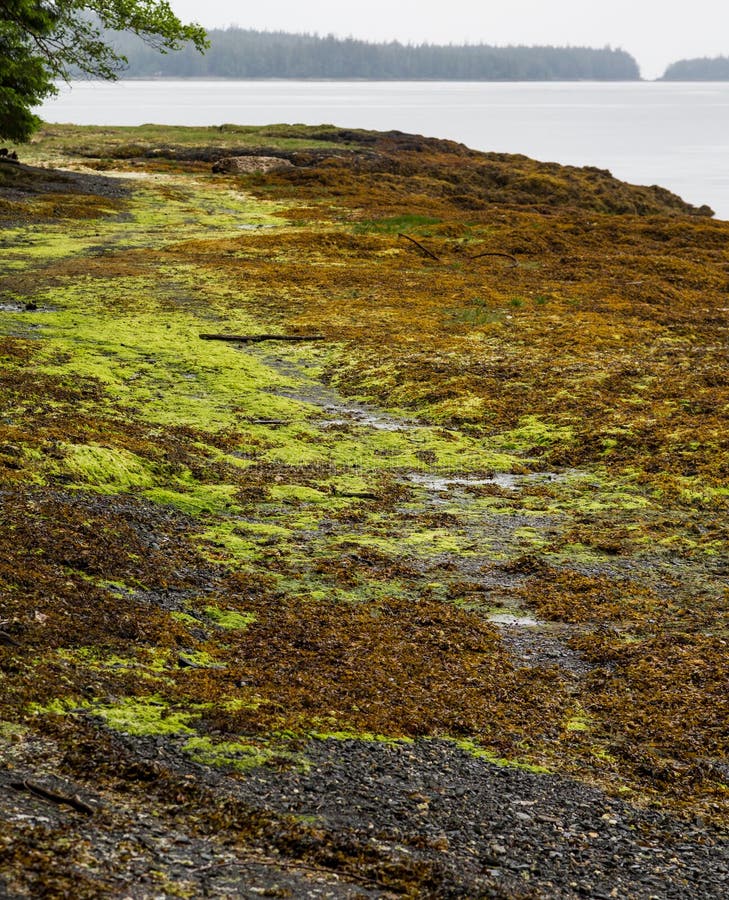 Moss and Lichen Covered Coast Stock Image - Image of landscape, lichen ...