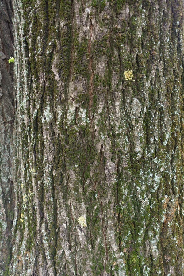 Moss and Lichen on Dry Bark of European White Elm Stock Image - Image ...
