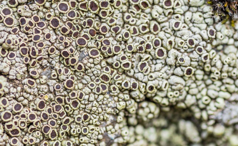 Terrestrial Algae Photos - Free & Royalty-Free Stock Photos from Dreamstime